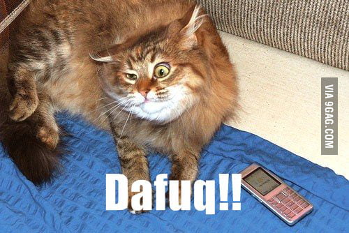 Dafuq cat - 9GAG