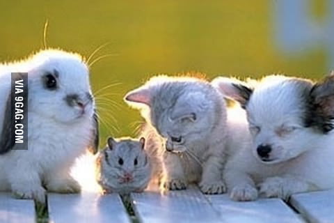 Cute...... - 9GAG