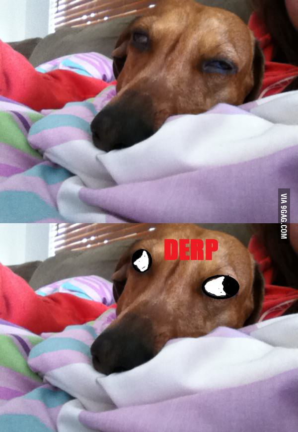 DERP Dog - 9GAG