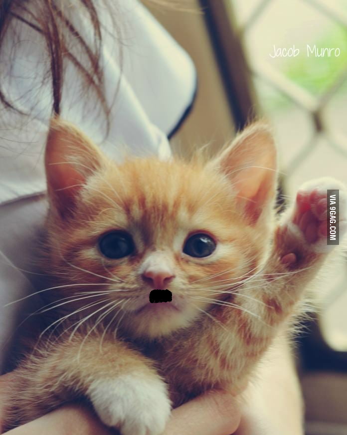 Bad Kitty - 9GAG