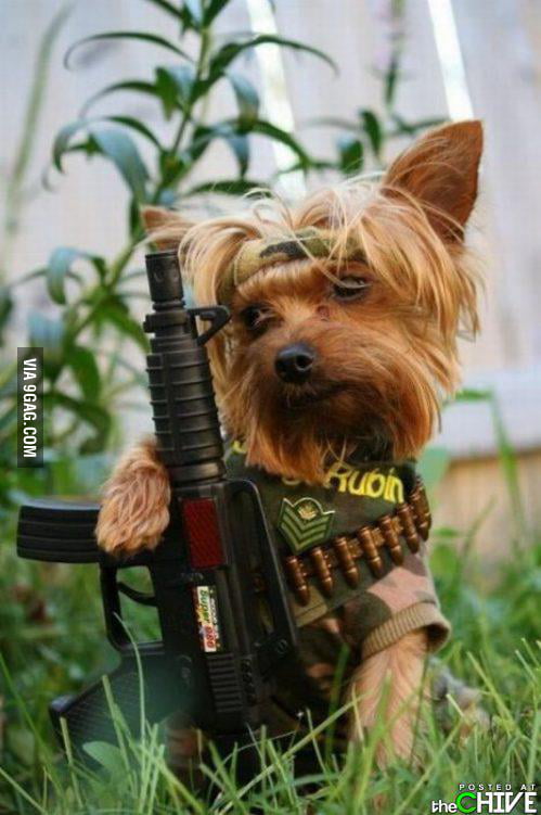 Rambo Dog - 9GAG