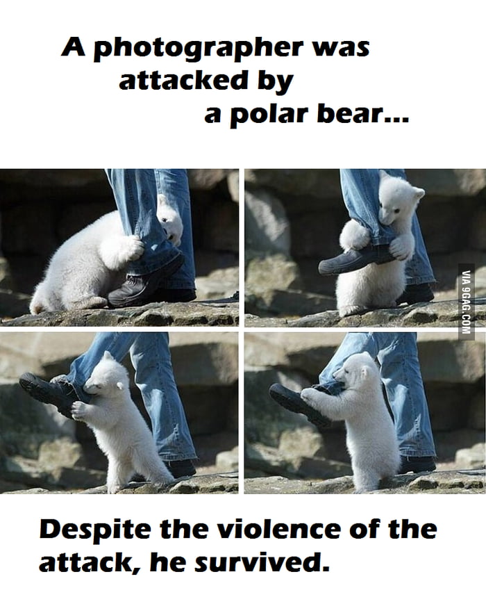 Cuteness Attack - 9GAG