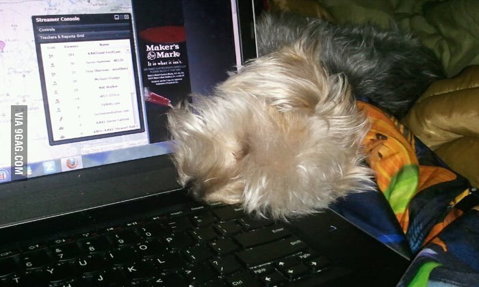 Dogs like computer pillows too! - 9GAG