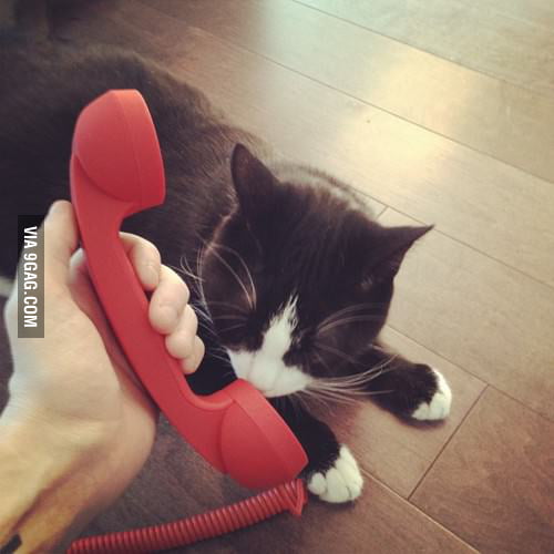 HELLO… YES, THIS IS CAT... - 9GAG
