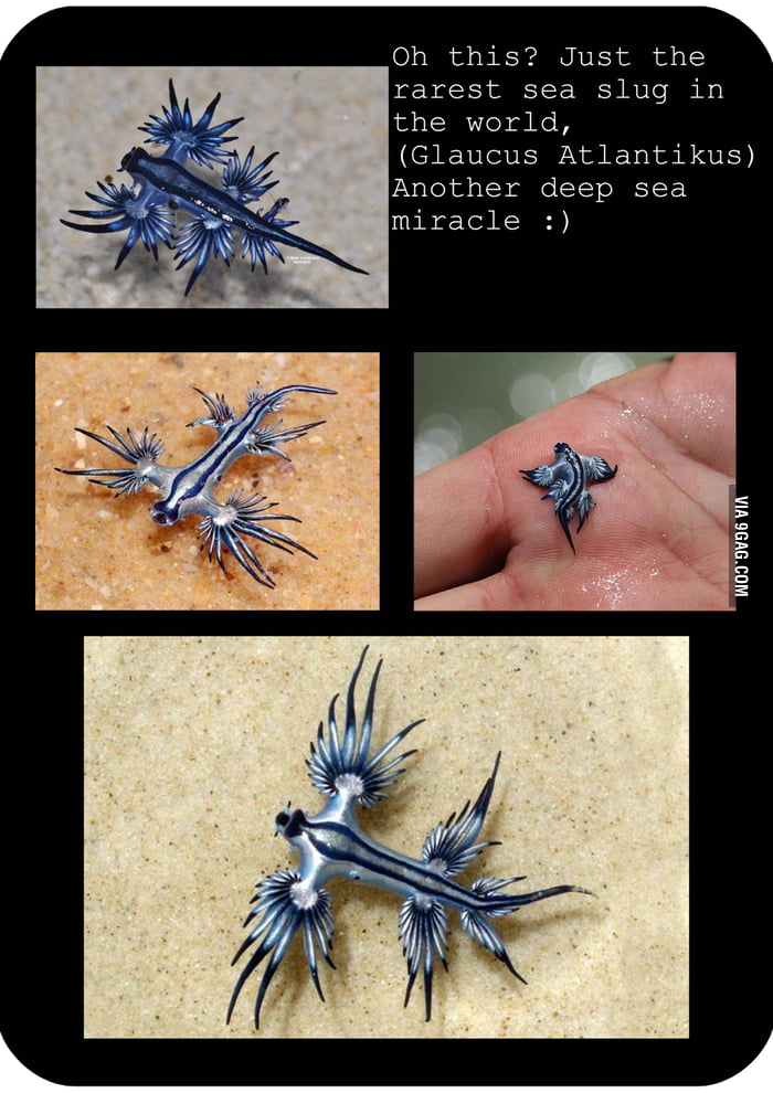 Birdlike Sea Slug - 9GAG