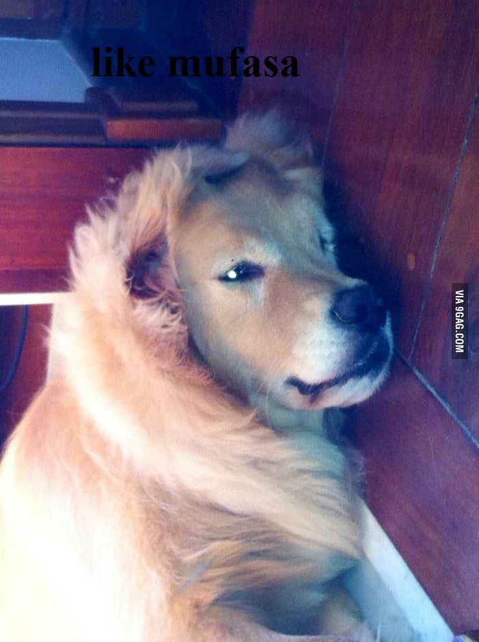 Hey, Simba! - 9GAG
