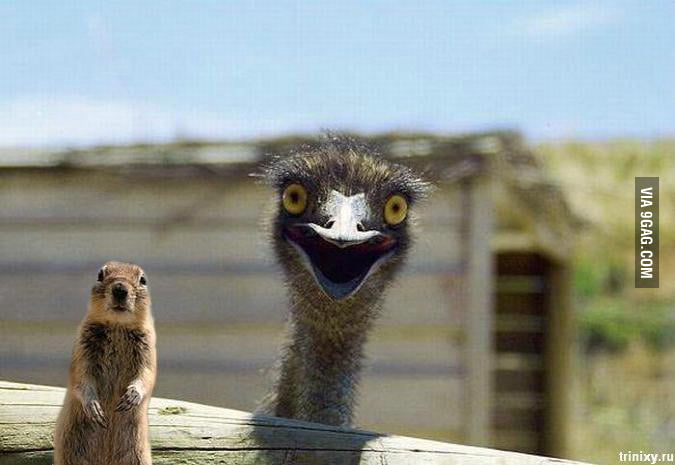 Happy Ostrich and Serious Chipmunk unite! - 9GAG