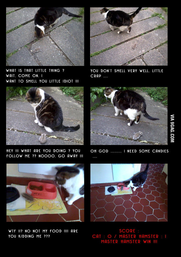 Hamster VS Cat, Round 1 - 9GAG
