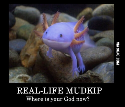 Real-life Mudkip - 9GAG