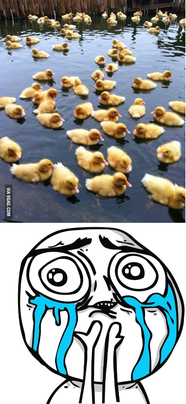 Hey ducky ducky. - 9GAG