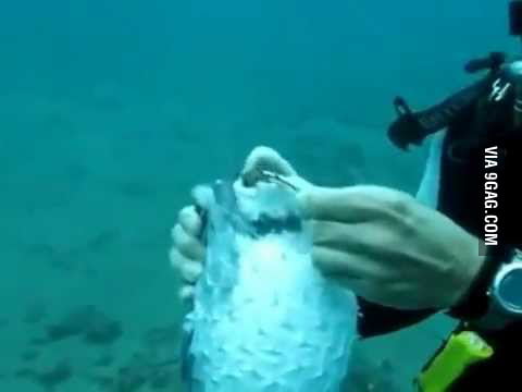 Diver Saves Puffer Fish From Hook - 9GAG