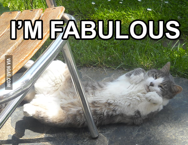 Fabulous cat ! - 9GAG