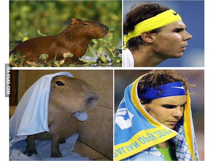 Capybaras That Look Like Rafael Nadal - 9GAG