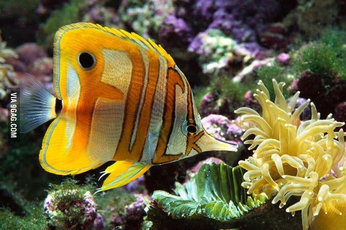 Vulgar Fish - 9GAG