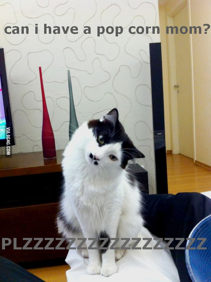 Cats love pop corn - 9GAG
