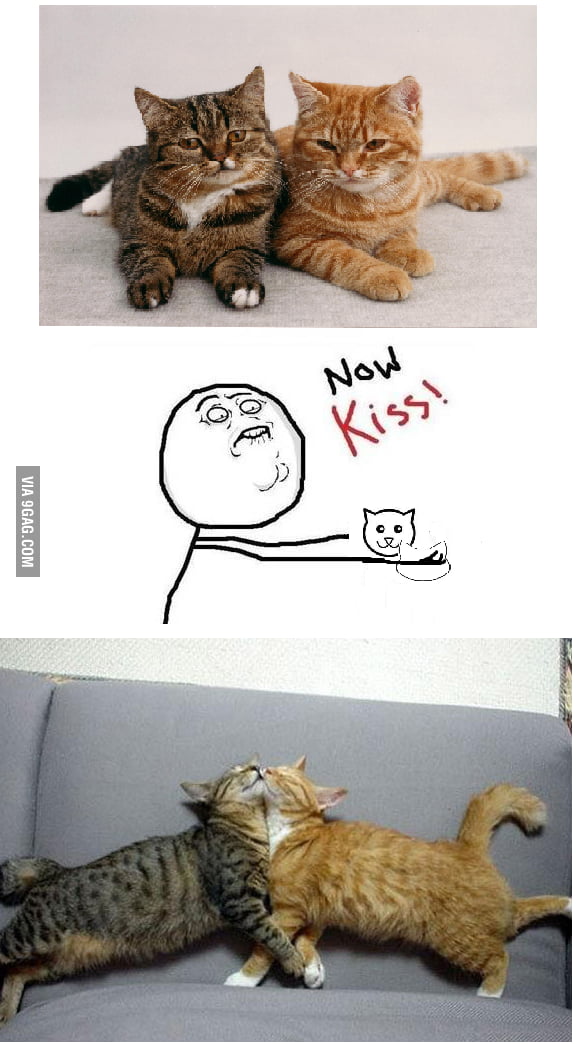 Cats Now Kiss 9gag