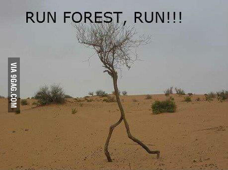 Run tree!! - 9GAG