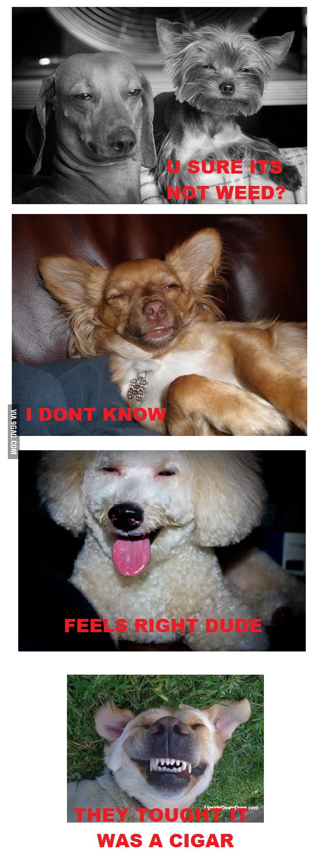 Just Happy Dogs - 9GAG