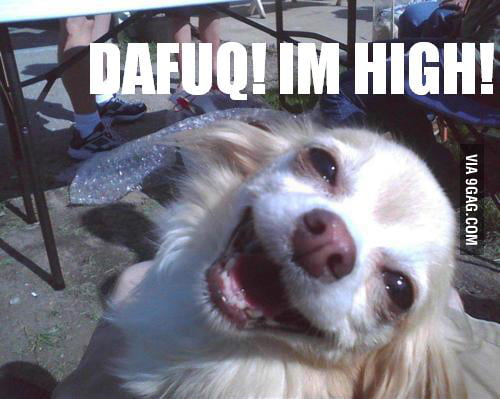 Dog is HIGH - 9GAG