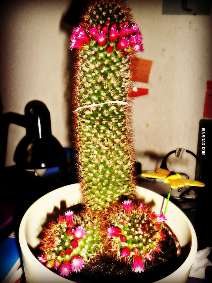 Just a random cactus with flowers.. - 9GAG