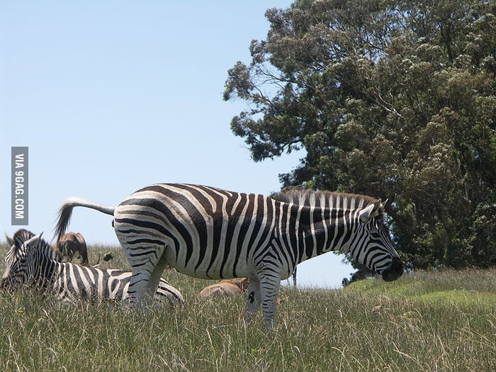 Pooping zebra! - 9GAG