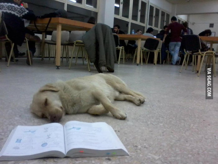 How I feel when I'm studying... that's my dog! - 9GAG