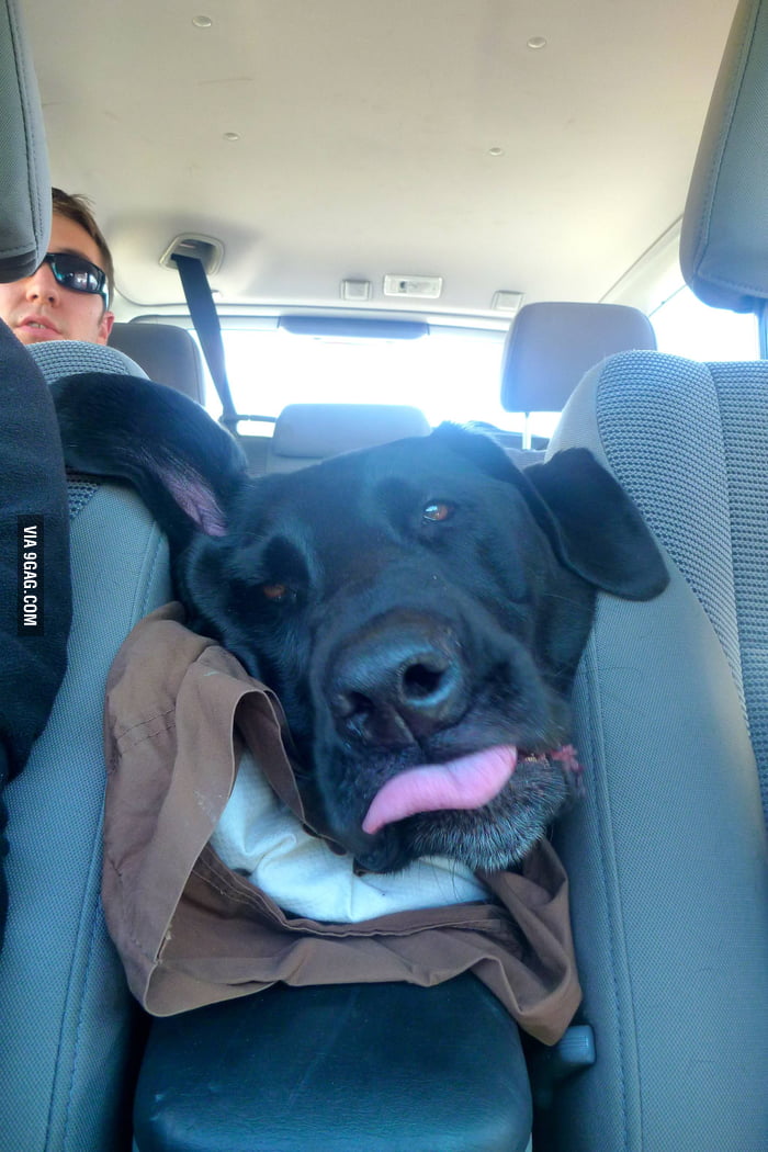 Derp Dog - 9GAG