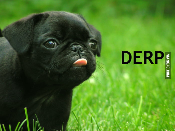 HERP DERP - 9GAG