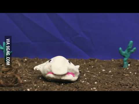 BLOBFISH ANIMATION - 9GAG