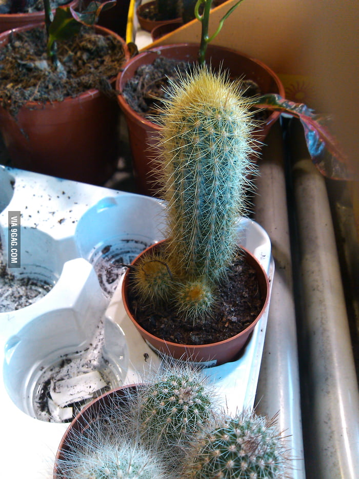 Cactus got some balls :D - 9GAG