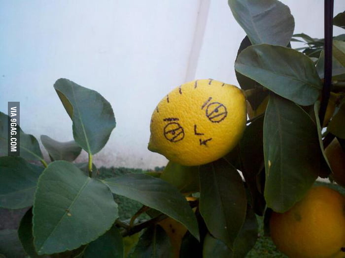 Just a Stewie lemon at my Garden... - 9GAG