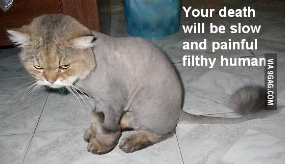 Shaved pussy - 9GAG
