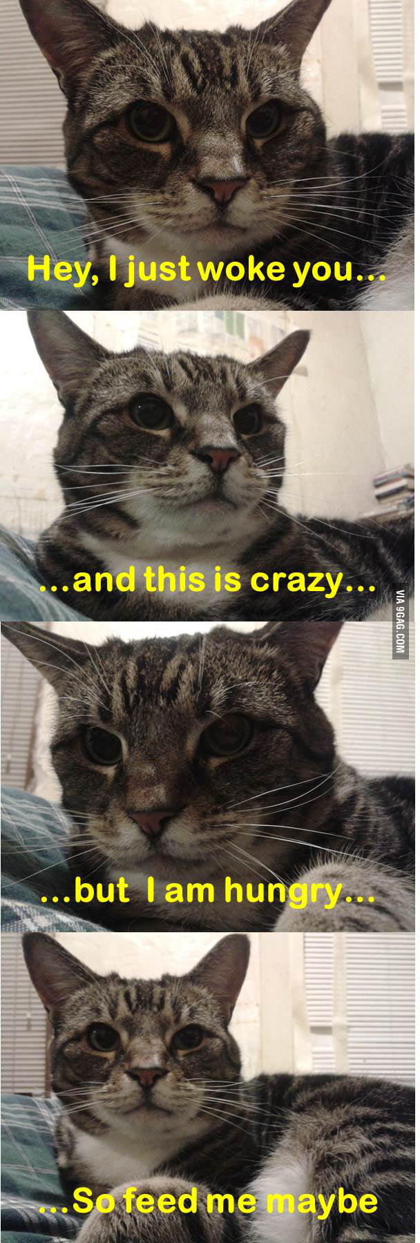 First world cat problems... - 9GAG