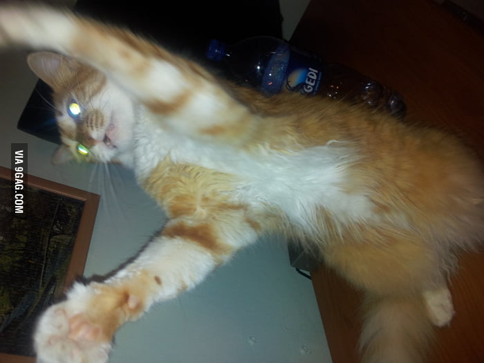 Brace yourself... Zombie-Cats apocalypse is coming!!! - 9GAG
