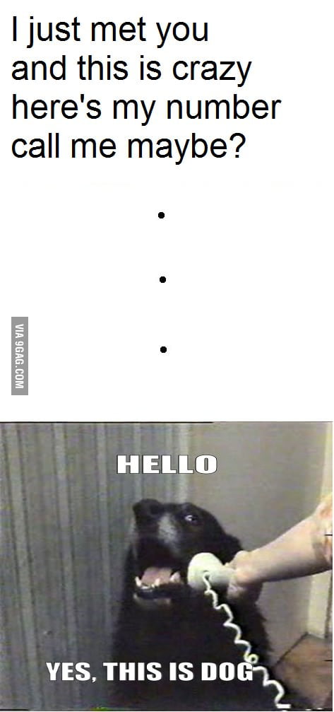 Hello this is dog. - 9GAG
