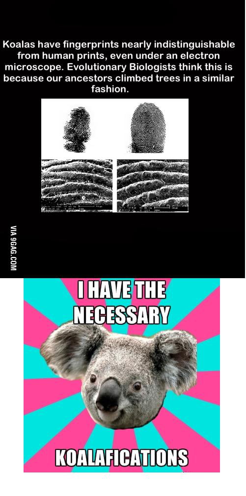 Koalafications - 9GAG