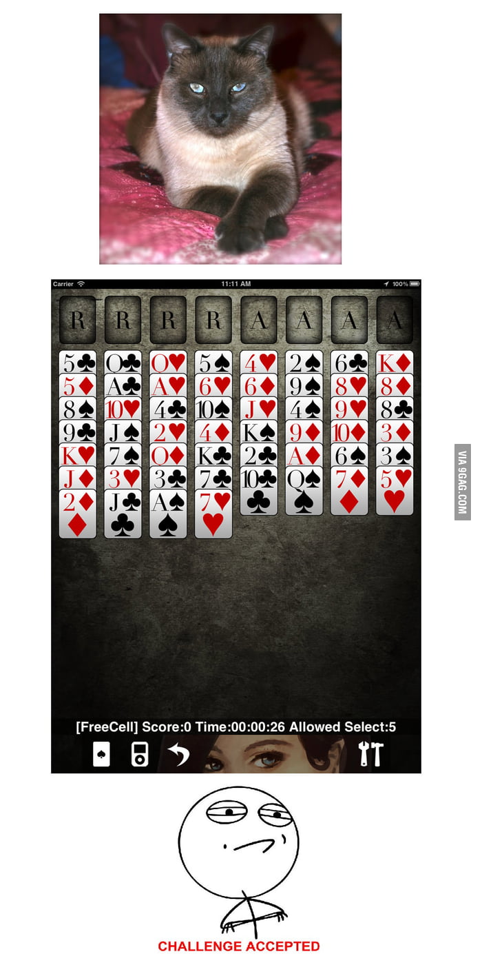Cat + Solitaire = Challenge Accepted - 9GAG