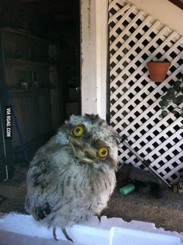 Derp owl - 9GAG