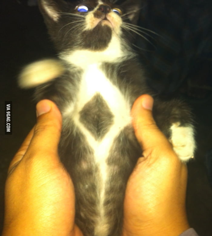 Ultraman cat. - 9GAG