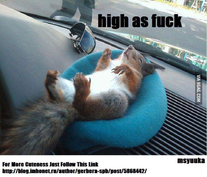 HIGH AS F**K - 9GAG