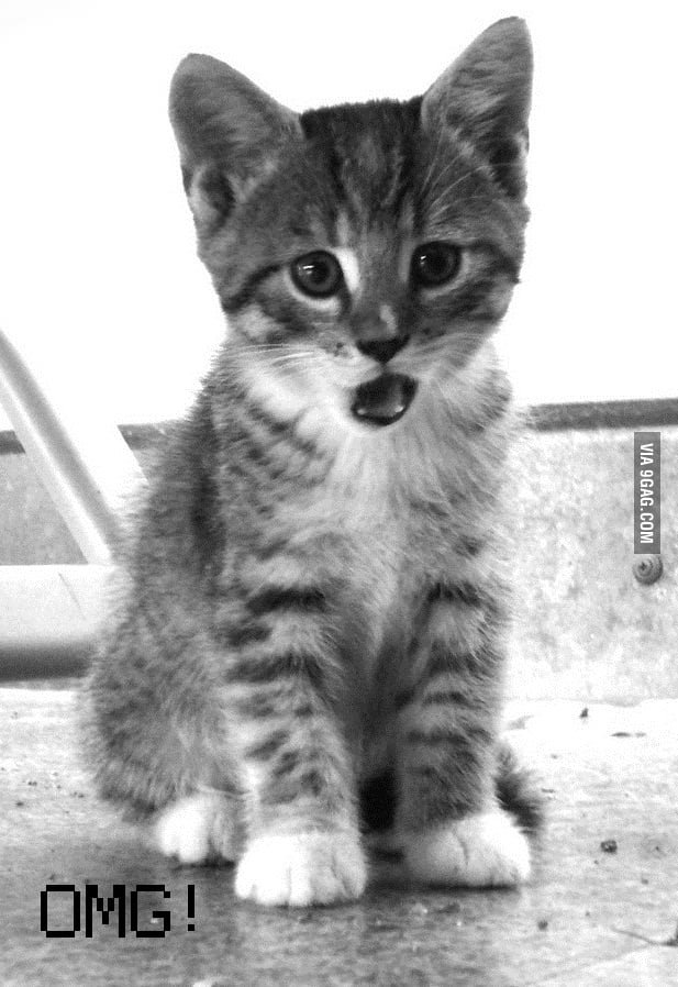Dramatic Kitten - 9GAG