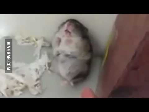 Hamster got shot - 9GAG