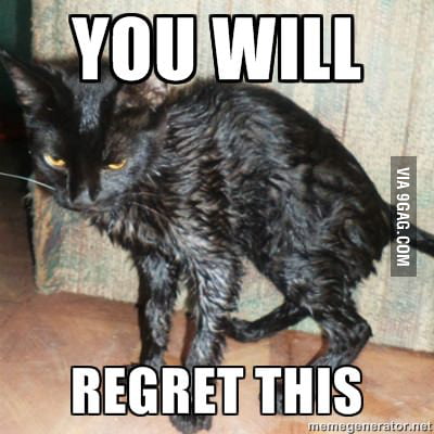 Angry wet cat - 9GAG