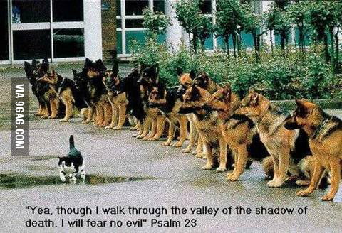 Fearless cat - 9GAG