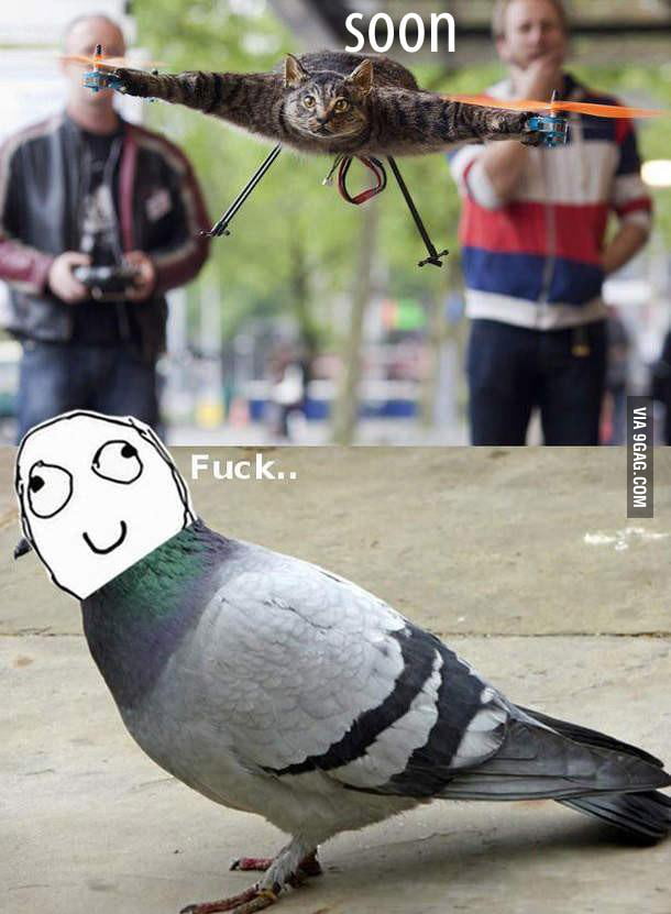 Pigeons shit bricks ! - 9GAG