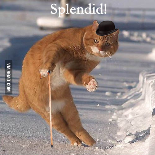 Splendid cat is splendid - 9GAG