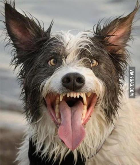 Insanity Dog - 9GAG