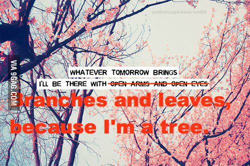 Oh, those trees. - 9GAG
