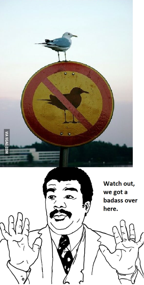Badass pigeon - 9GAG