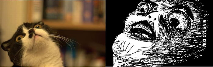 Cat gasp - 9GAG